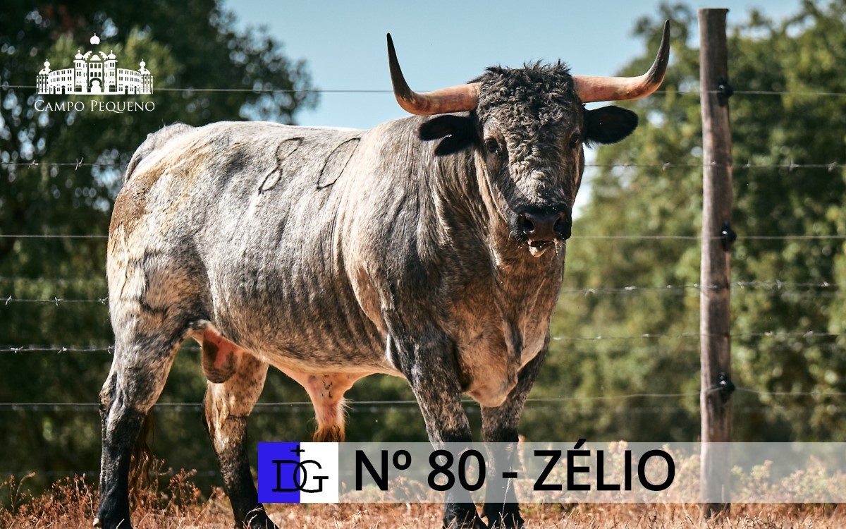 Os "Vale Sorraia" quinta-feira no Campo Pequeno - PararTemplarMandar